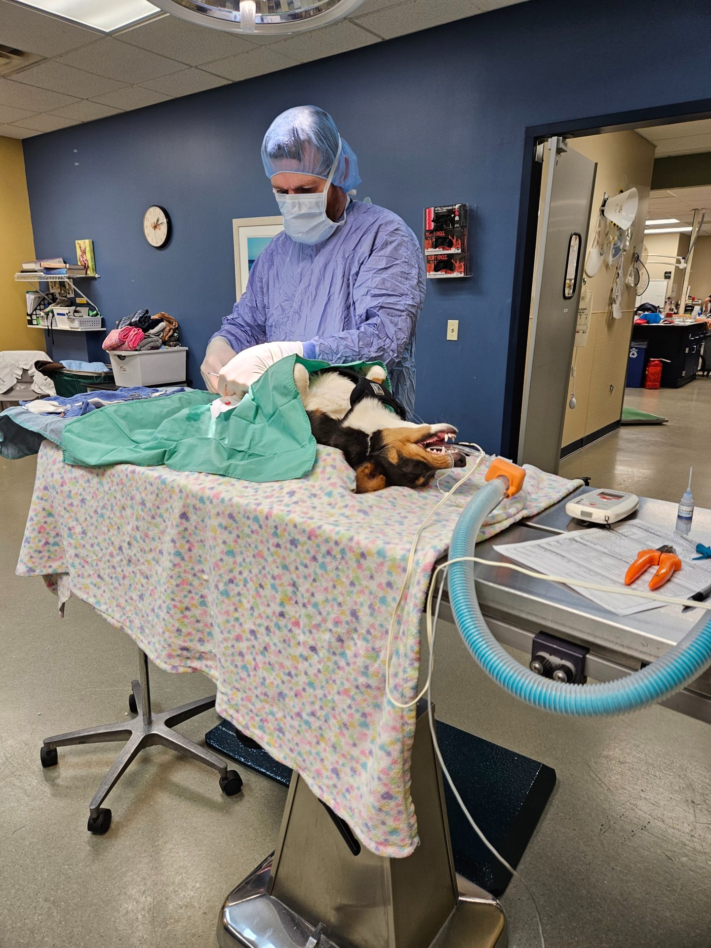 Spay Neuter Collaborative of Kansas City